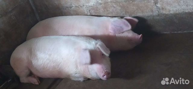 Поросенок ландрас-дьюрок