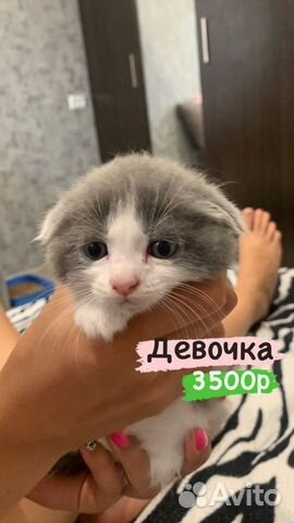 Шотландские котята
