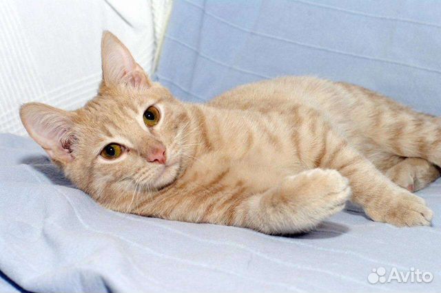 Котёнок Леденец очень ждёт мампап