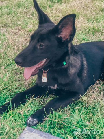 Щенок 7 месяцев Хайди