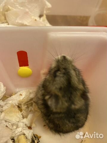 Джунгарский хомяк с клеткой