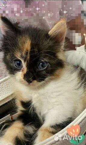 Котёнок мохнатенькая Майя