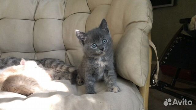 Котенок голубого окраса,1 месяц. Девочка
