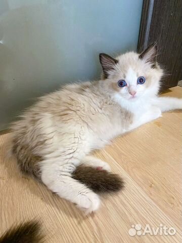 Котенок нежный рэгдолл Ragdoll