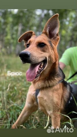 Собака из приюта. Можно в квартиру