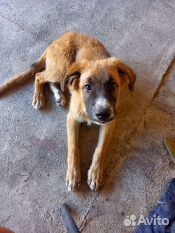 Собака в добрые руки щенок