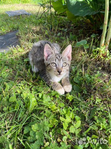 Котенок в добрые руки