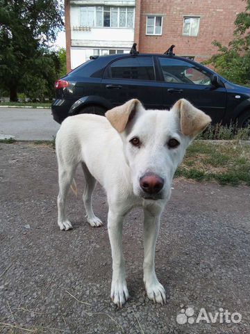 Заберите пожалуйста собаку в добрые руки