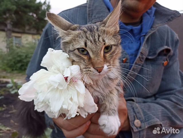 Кошка в дар бесплатно