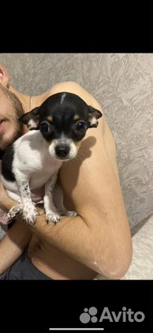 Чихуахуа помесь