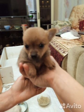 Щенки чихуахуа