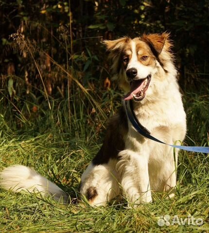 Сэр ищет дом и семью