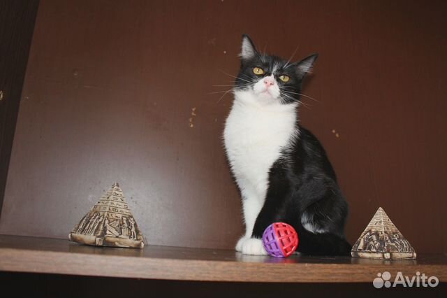 Котенок с грустной и серьезной мордочкой ищет дом