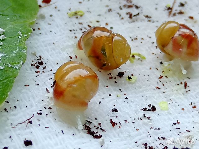 Улитки ахатины улитята