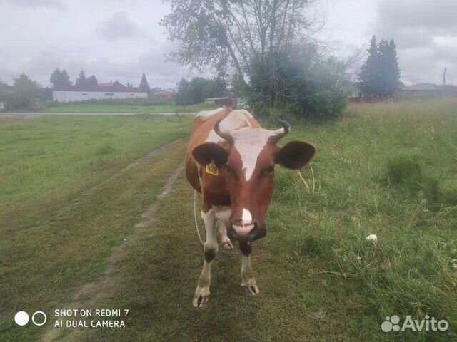 Корова дойная