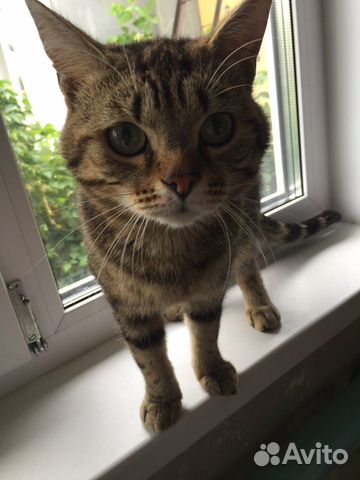 Шотландский кот