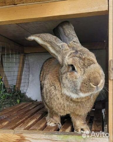 Кролики пара фландеры