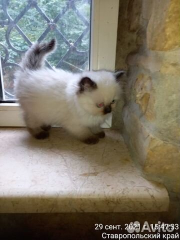 Котёнок хайленд страйт