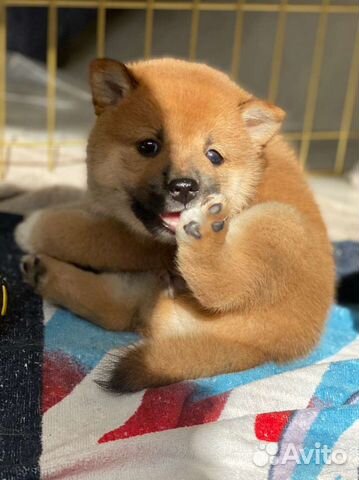 Продам щенков Сиба Ину, ответственным хозяевам