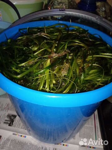 Аквариумные растения, прополка