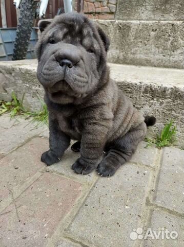 Шарпей черный плюшевый щенок