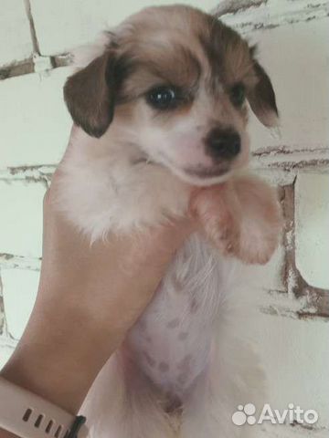 Чье-то счастье