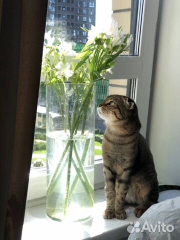 Котики