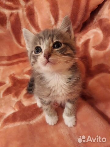 Идеальные котятки