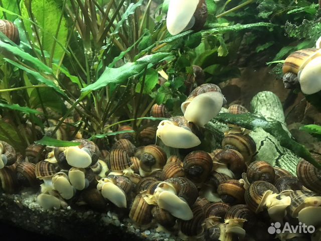 Отдам бесплатно Улитки аквариумные ампулярии