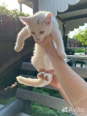 Котята турецкой ангоры