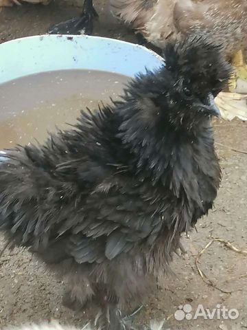 Куры молодки китайские шелаовые