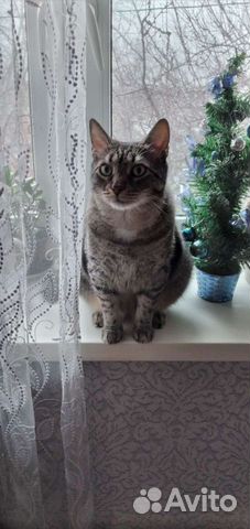 Потерялся котик