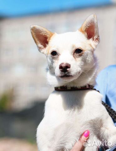 Почти чих Кристи