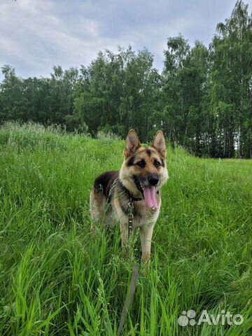 Восточноевропейская овчарка