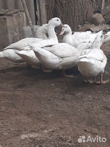 Утки муларды
