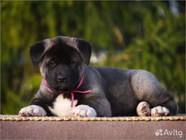 Щенки американской акиты