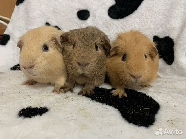 Морские свинки мальчики