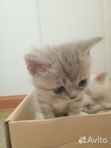 Шотландские котята