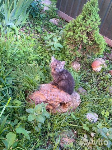 Очень красивые котята в добрые руки