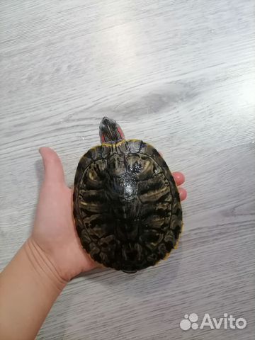 Черепашки+аквариум