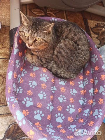 Котик Барсик