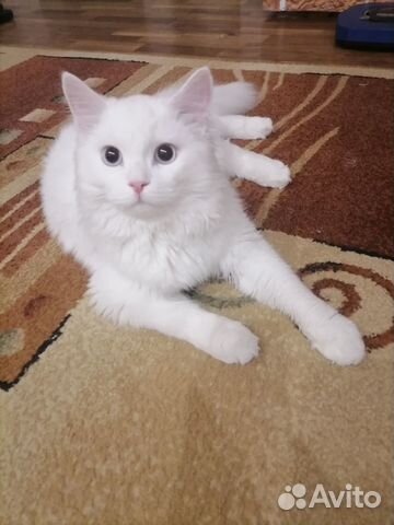 Отдам даром бесплатно в дар