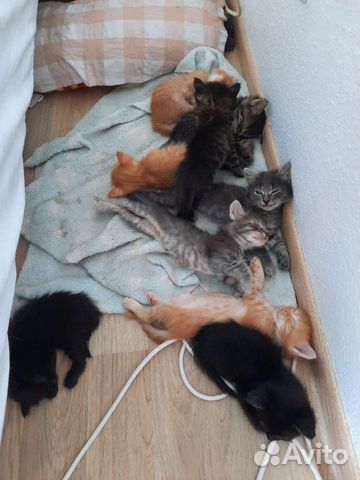 Отдам в добрые руки котят