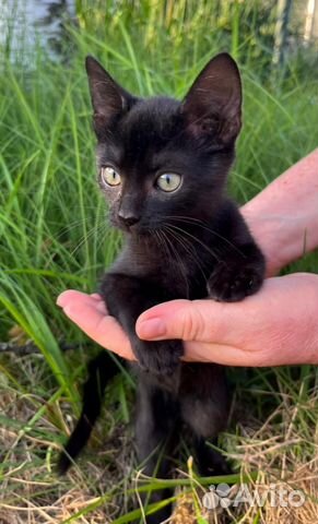 Котёнок Уголёк ищет дом