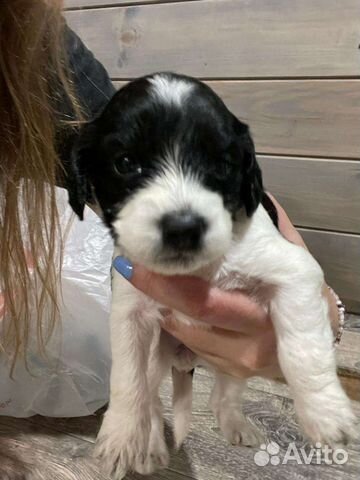 Метис спаниеля, щенки