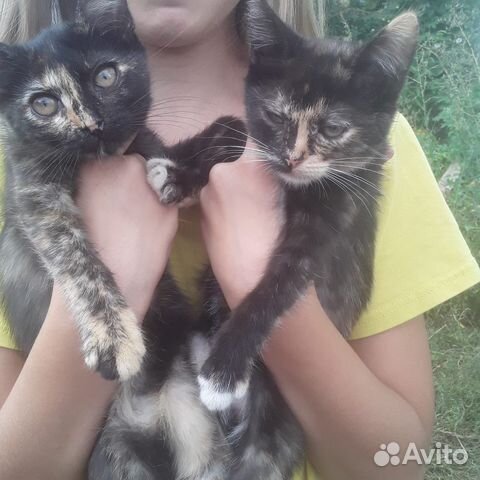 Котята девочки пеструшки 3 мес ищут дом