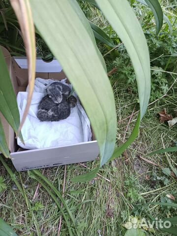 Котята бездомные беспородные 1-2 дня