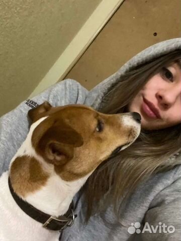 Щенки джек Рассел терьер с документами