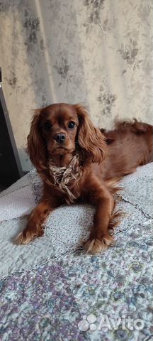 Продам Ковалер Кинг Чарльз Спаниель