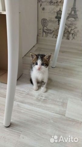 Котенок Пипи